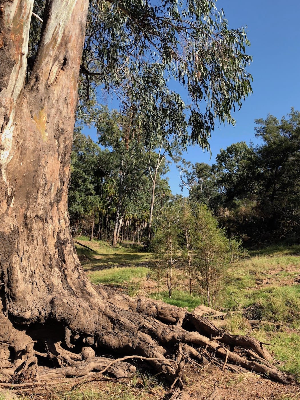 Cracow Beach QLD | An Inland Beach On The Dawson River